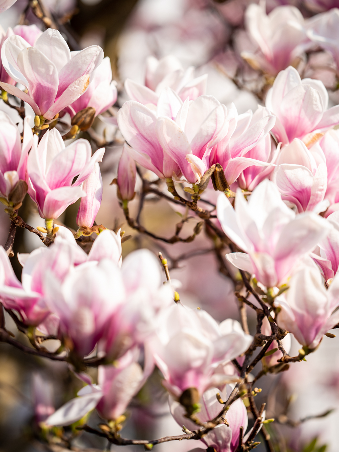 Accueil - Jennifer Nguyen